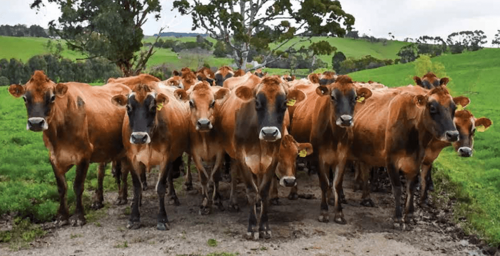 Your Farm Genetics - Better Genetics, Our Commitment